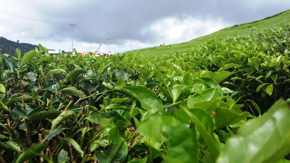 Pesona Wisata Kebun Teh Alahan Panjang - TourSumbar.com
